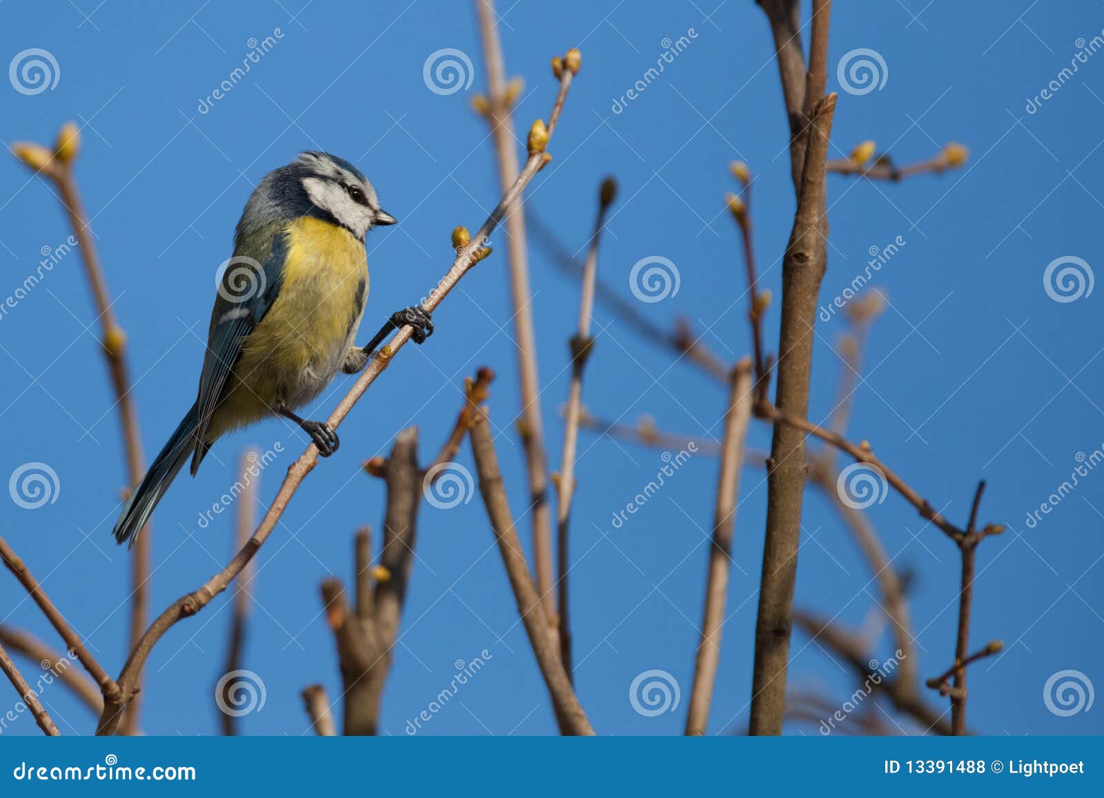 Blue tit (Parus caeruleus) stock photo. Image of color - 13391488