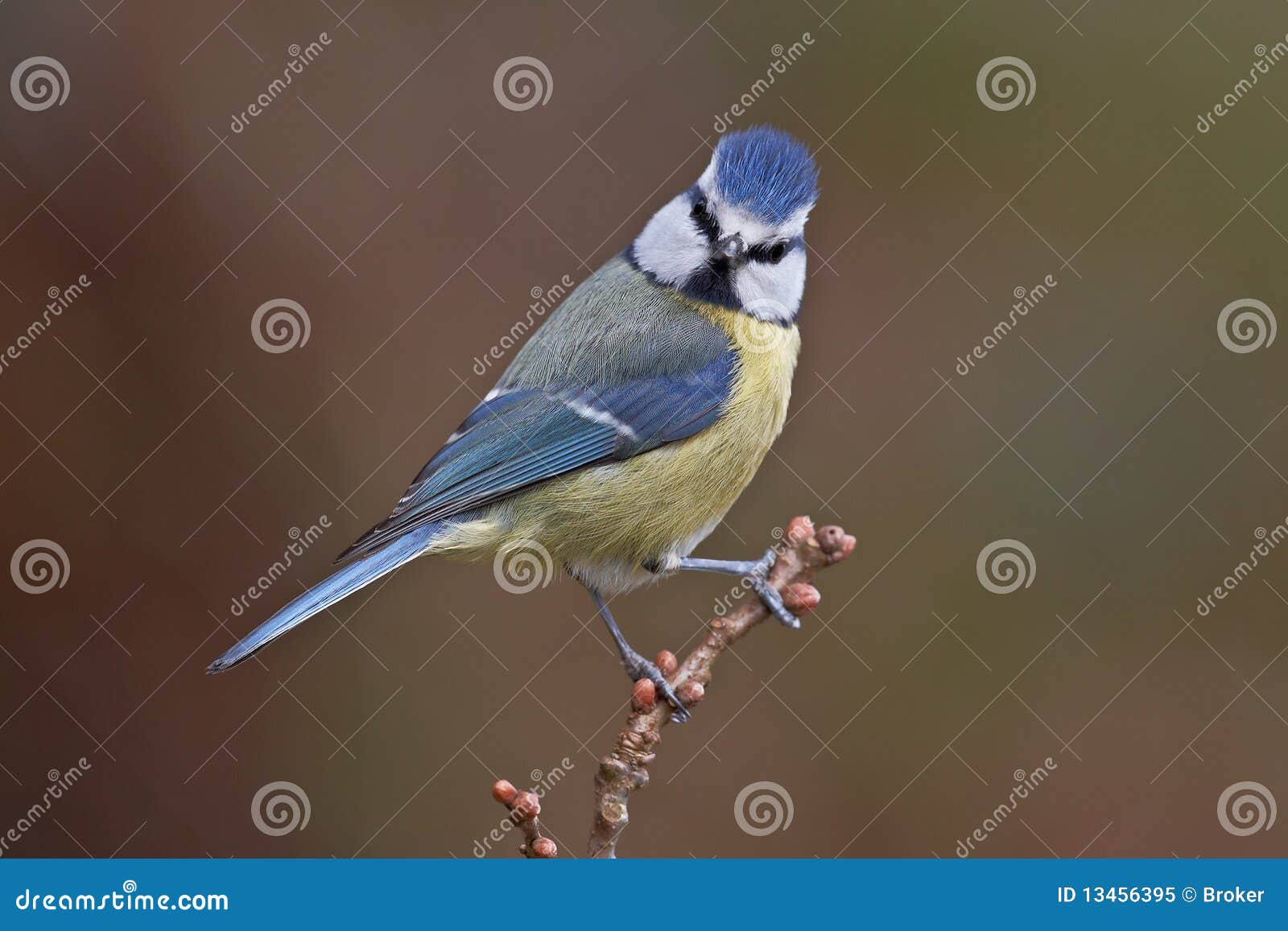 Blue tit, Parus caeruleus stock image. Image of parus - 13456395