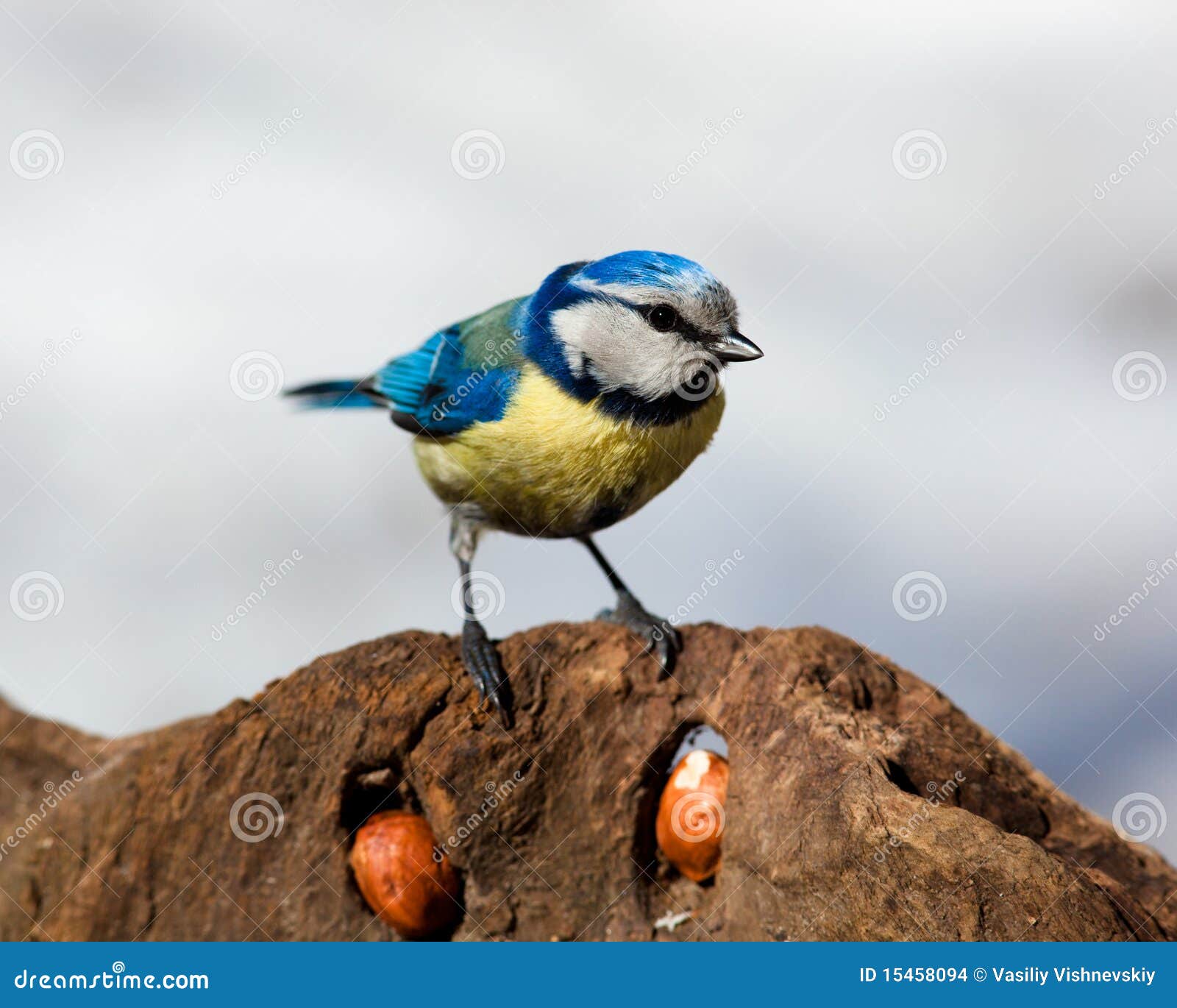 Blue tit, Parus caeruleus stock photo. Image of titmouse - 15458094