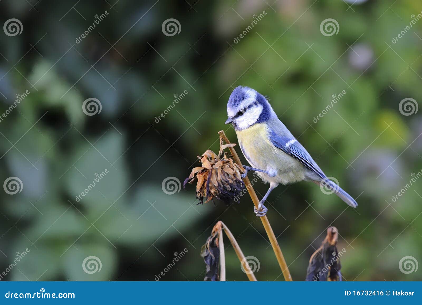 Blue tit, parus caeruleus stock photo. Image of colorful - 16732416
