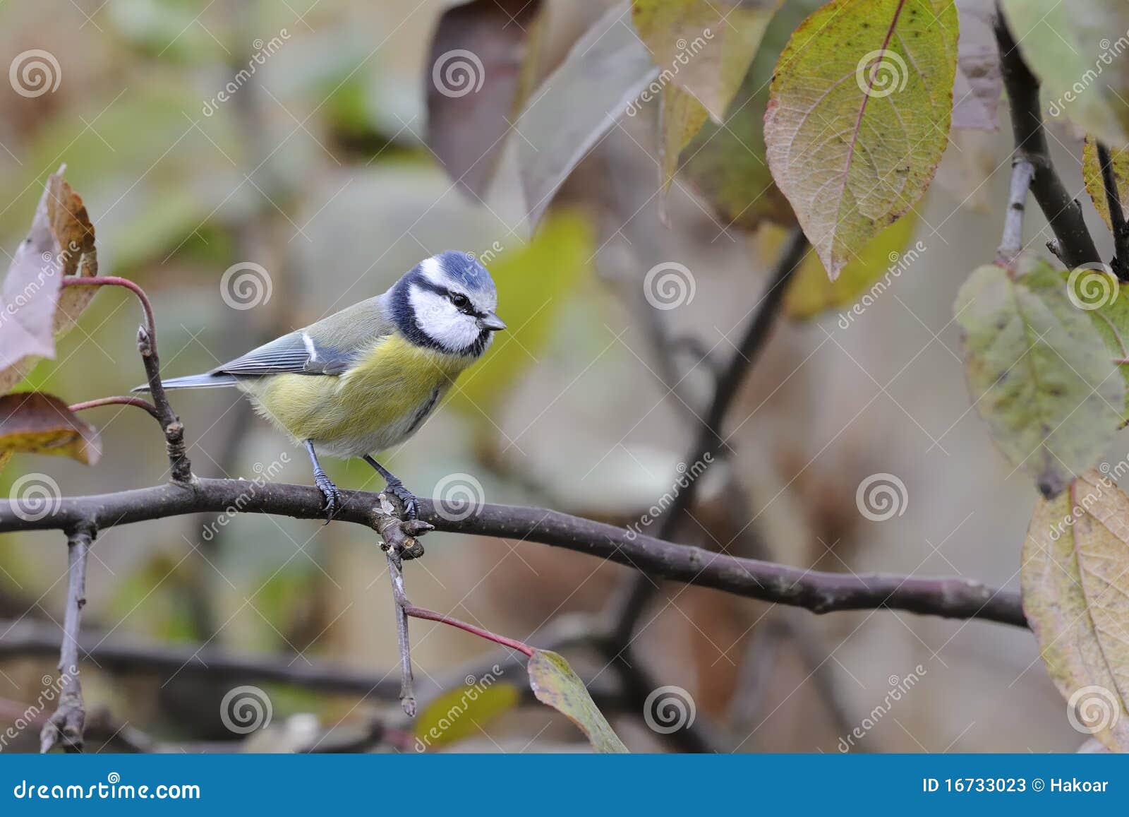 Blue tit, parus caeruleus stock image. Image of blue - 16733023