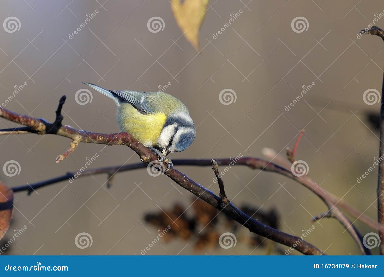 Blue tit, parus caeruleus stock image. Image of posture - 16734079