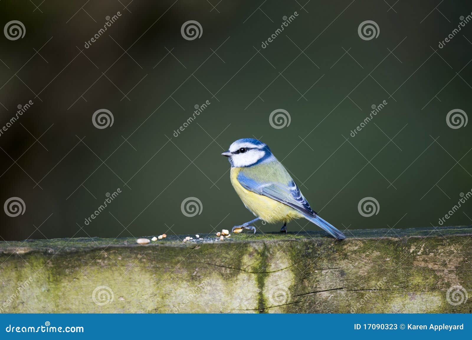 Blue Tit (Parus caeruleus) stock image. Image of countryside - 17090323