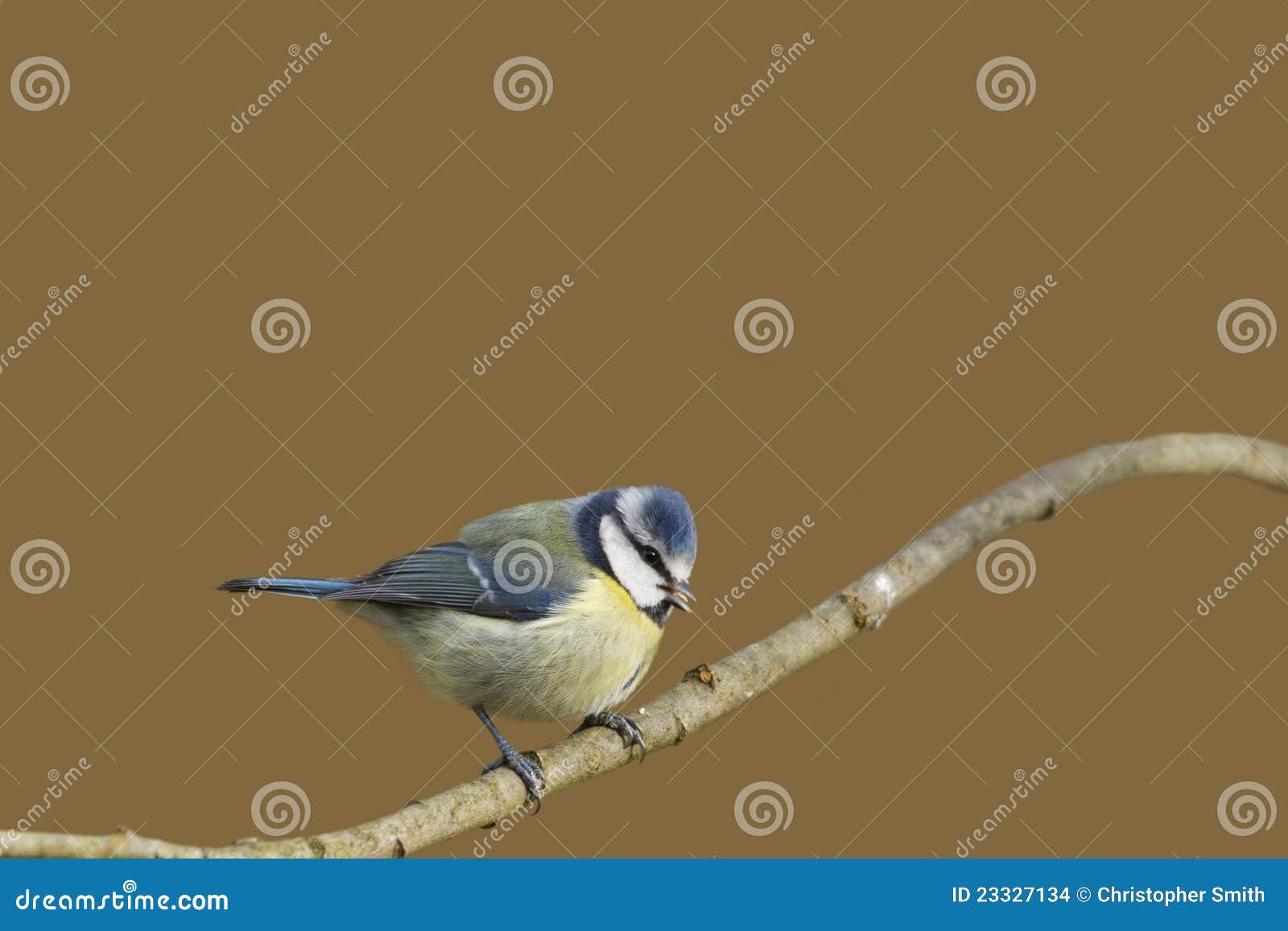 Blue Tit (Parus caeruleus) stock photo. Image of bird - 23327134