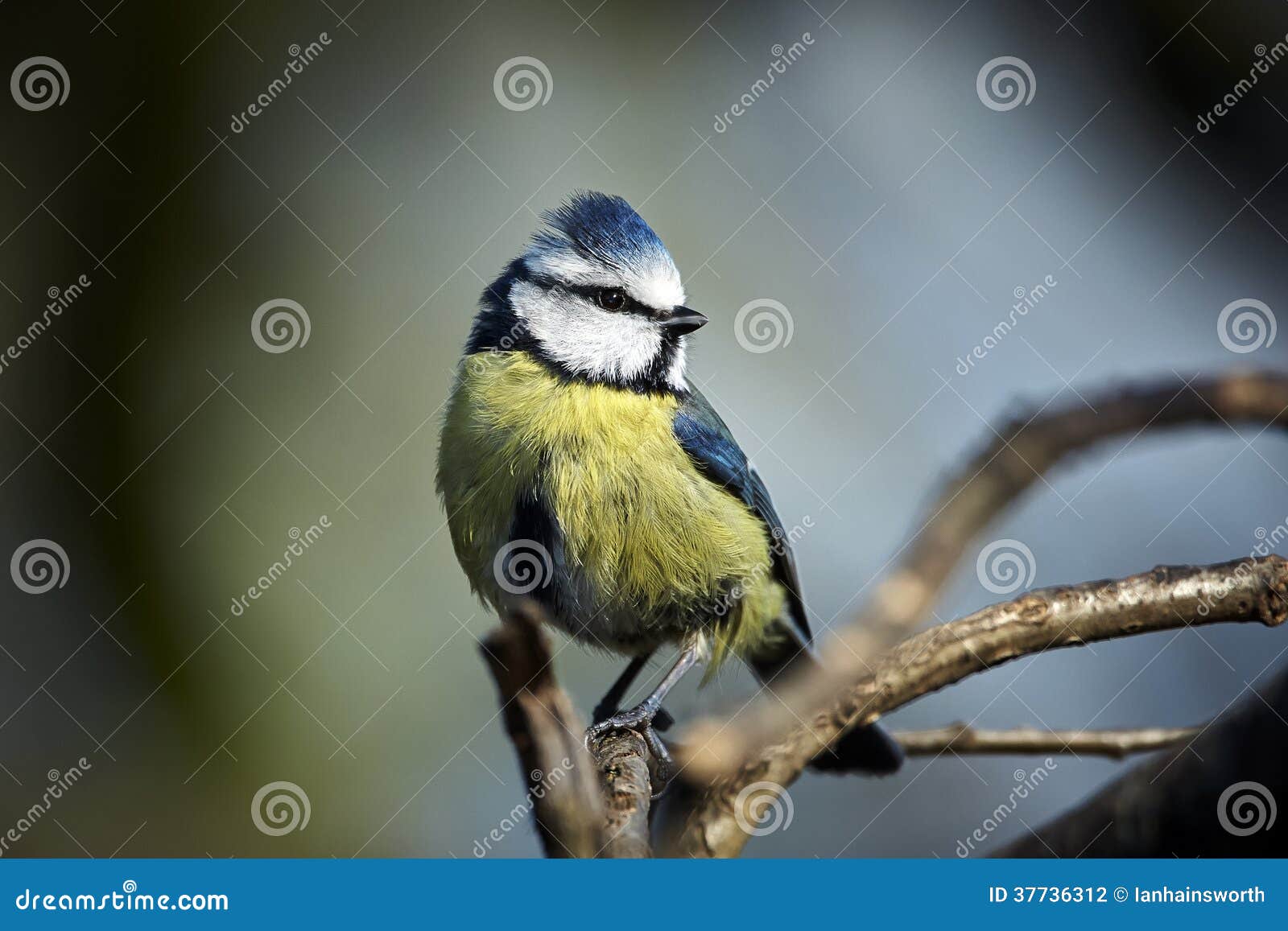 Blue Tit (Parus Caeruleus). Stock Photo - Image of colourful, perching ...