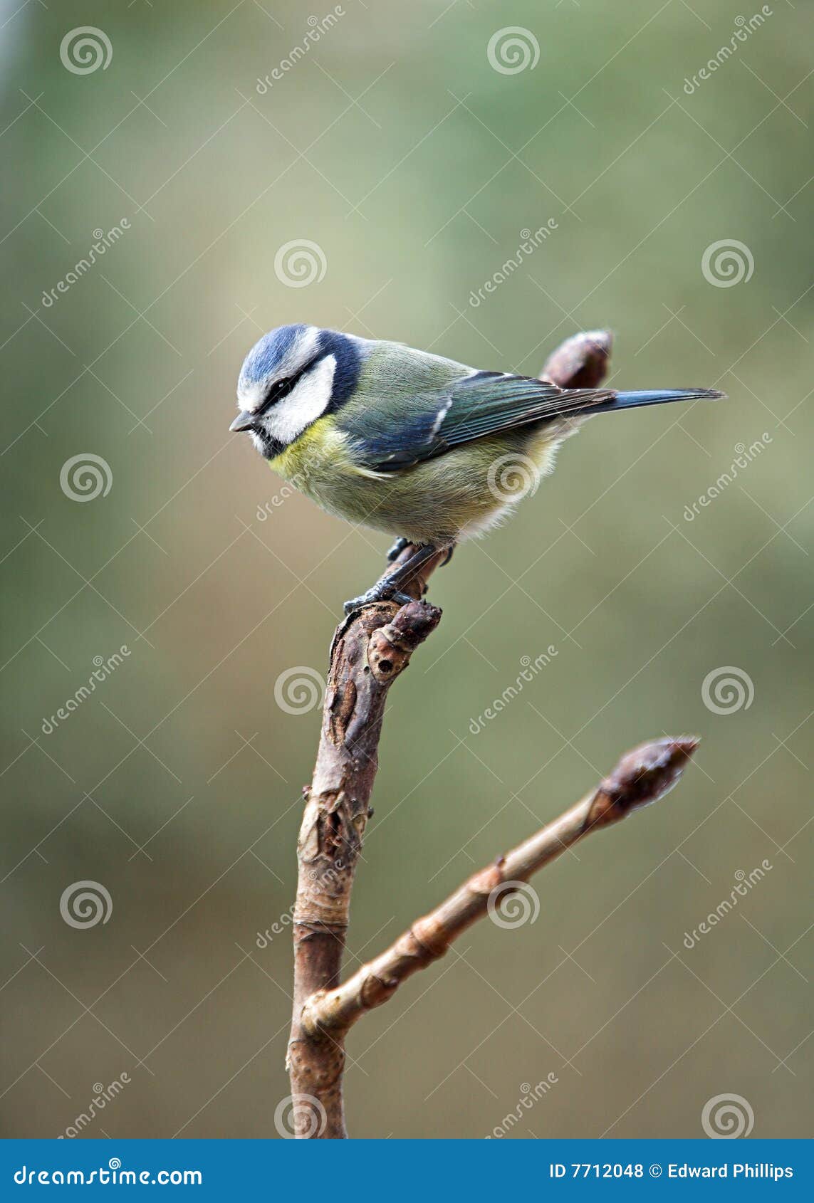 Blue Tit - Parus caeruleus stock photo. Image of nature - 7712048