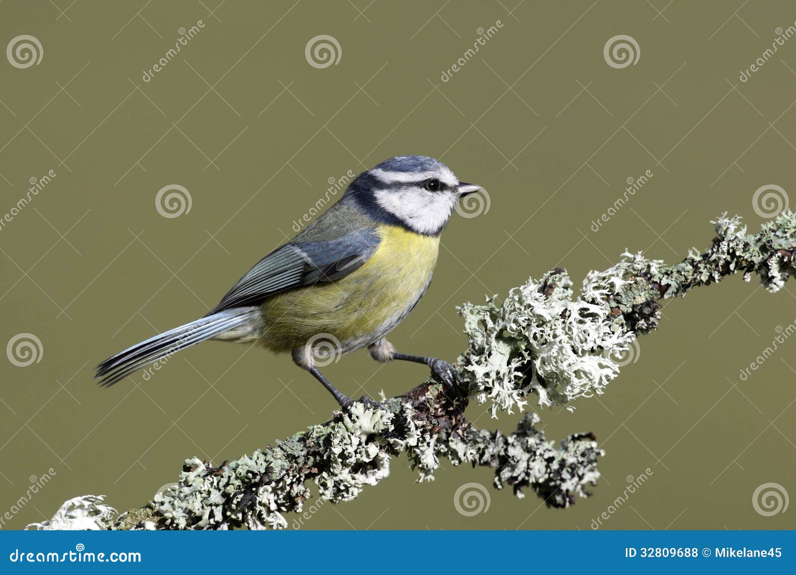 Blue tit, Parus caeruleus stock photo. Image of bird - 32809688