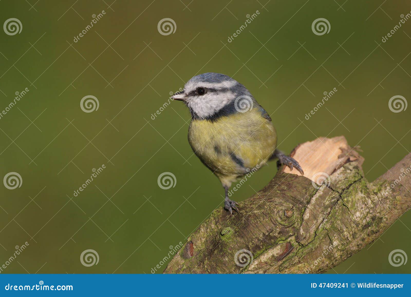Blue Tit - Parus caeruleus stock image. Image of parus - 47409241