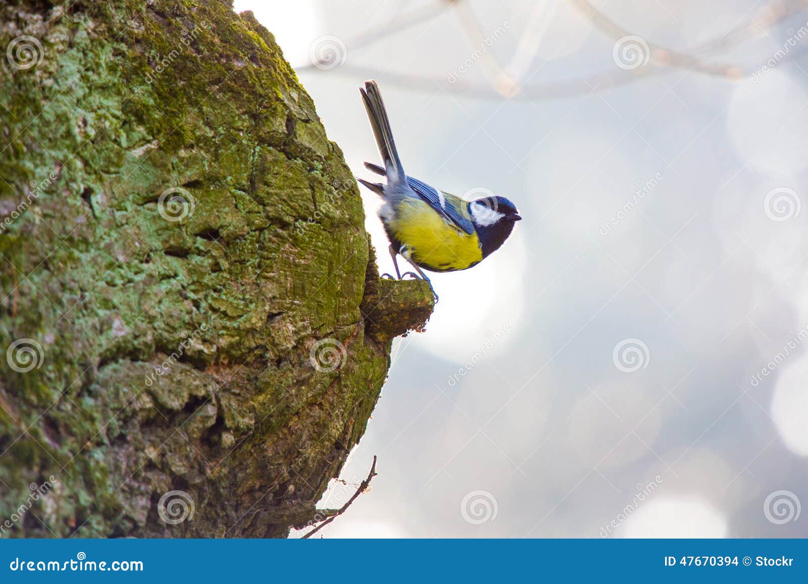 Blue tit stock photo. Image of color, forest, parus, bird - 47670394