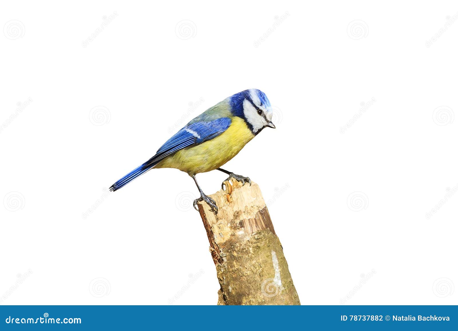 Blue Tit in a Tree on an Isolated White Background Stock Photo - Image ...