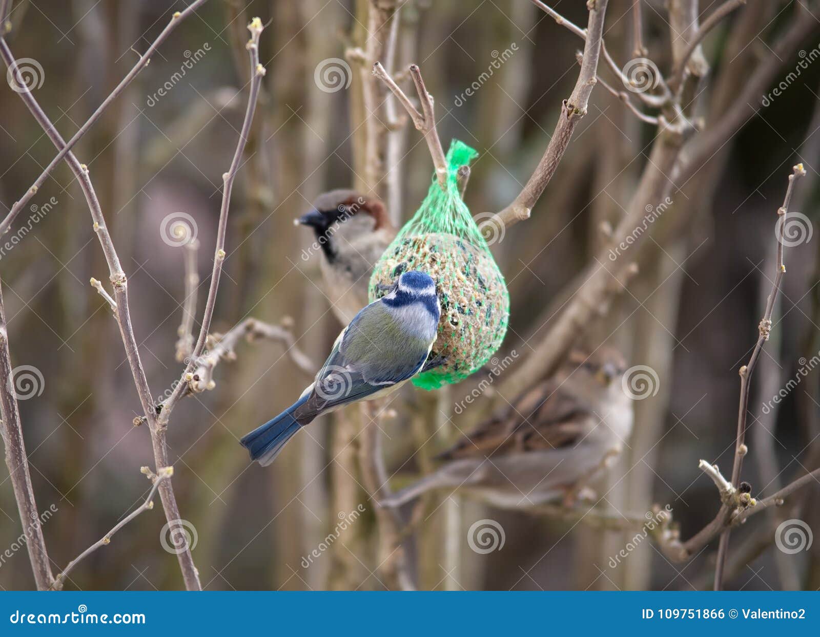 Blue tit with fat ball stock photo. Image of songbird - 109751866