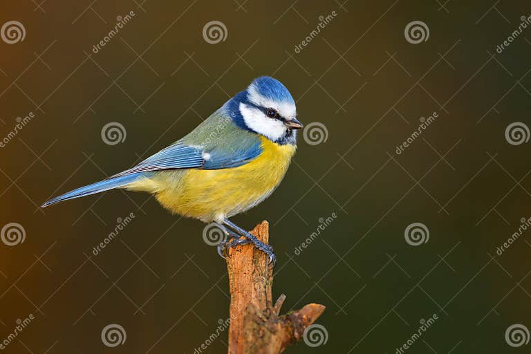Blue tit in winter stock image. Image of chickadee, nature - 27479059
