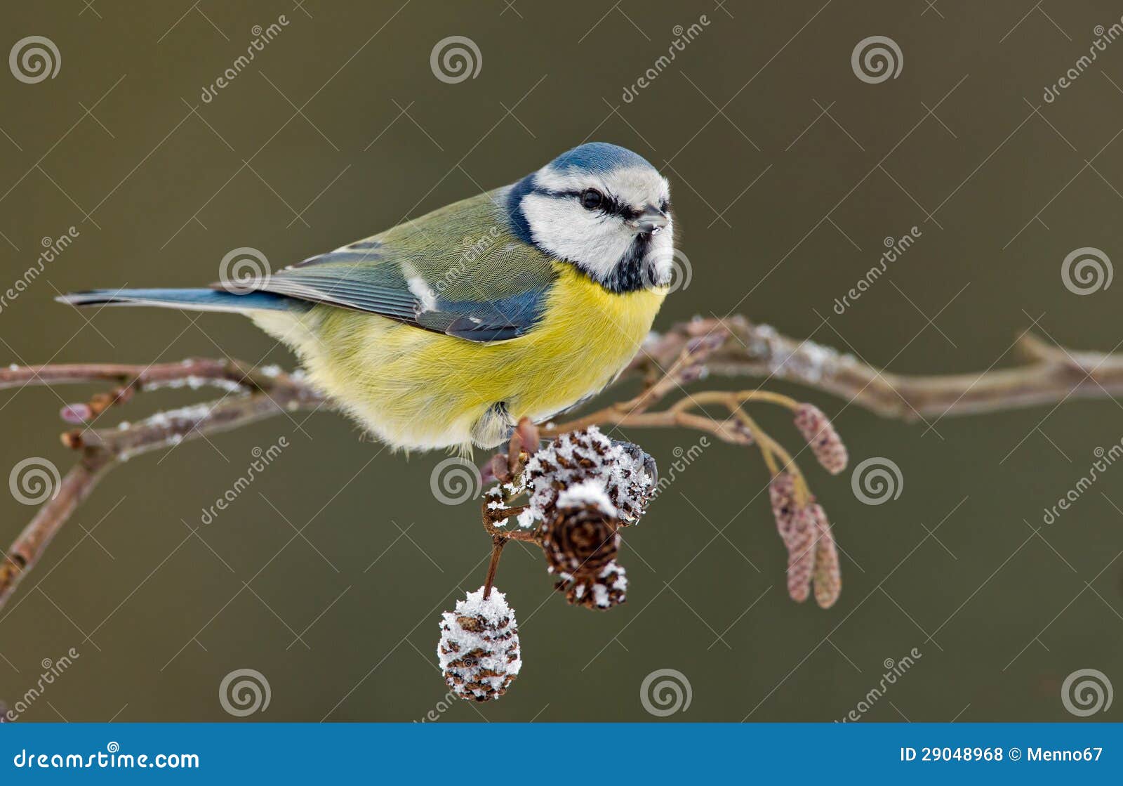 Blue tit on a winter twig stock photo. Image of nature - 29048968