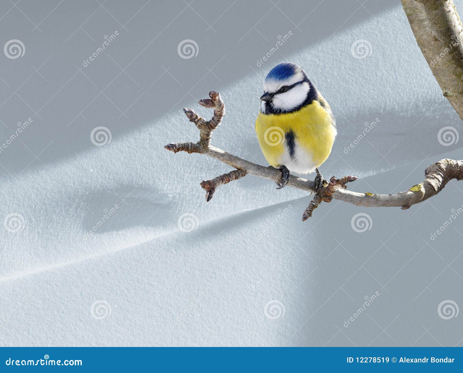 Blue titmouse stock image. Image of nature, outdoors - 12278519