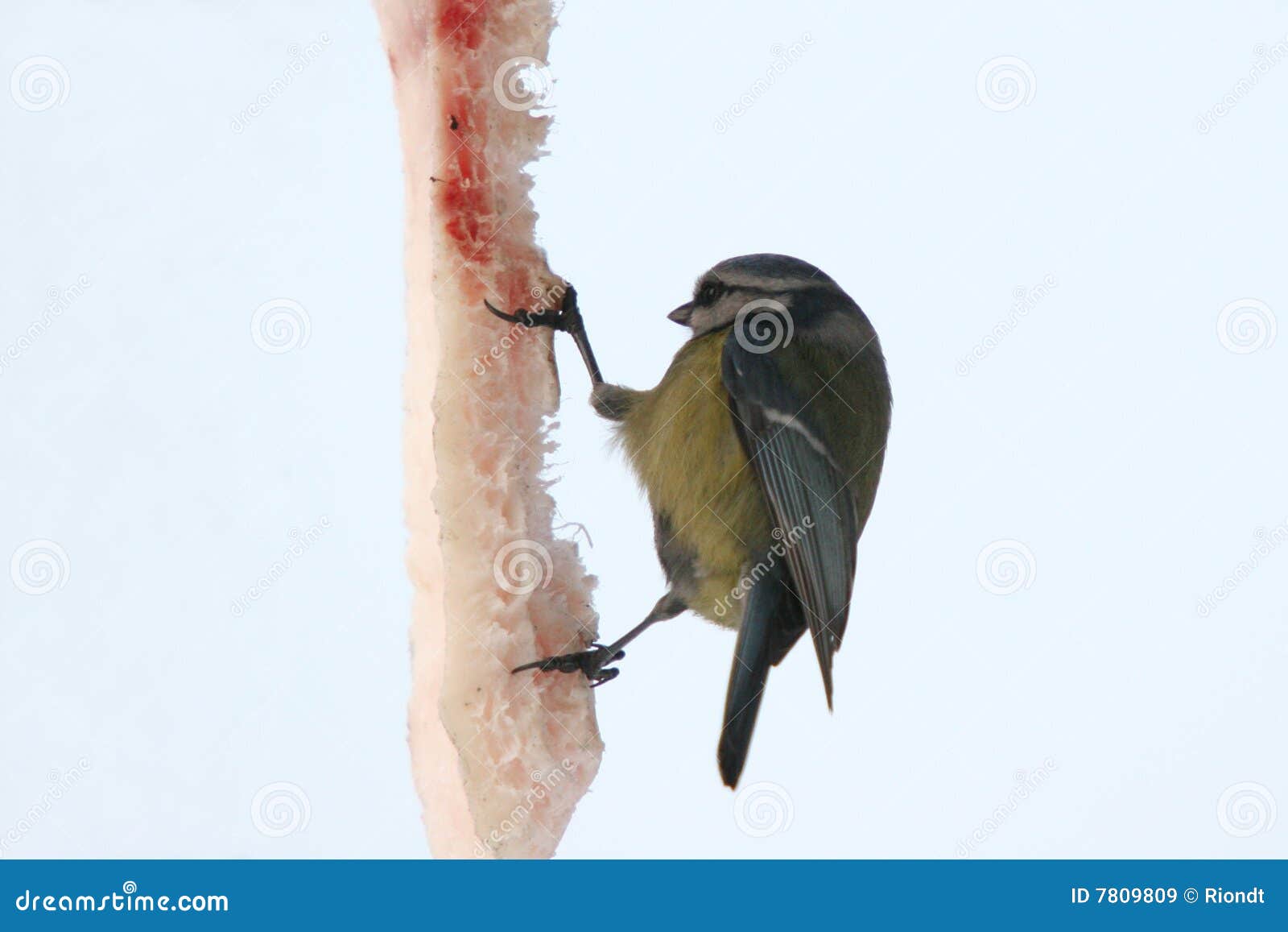 Blue titmouse bird stock image. Image of speck, wood, titmouse - 7809809