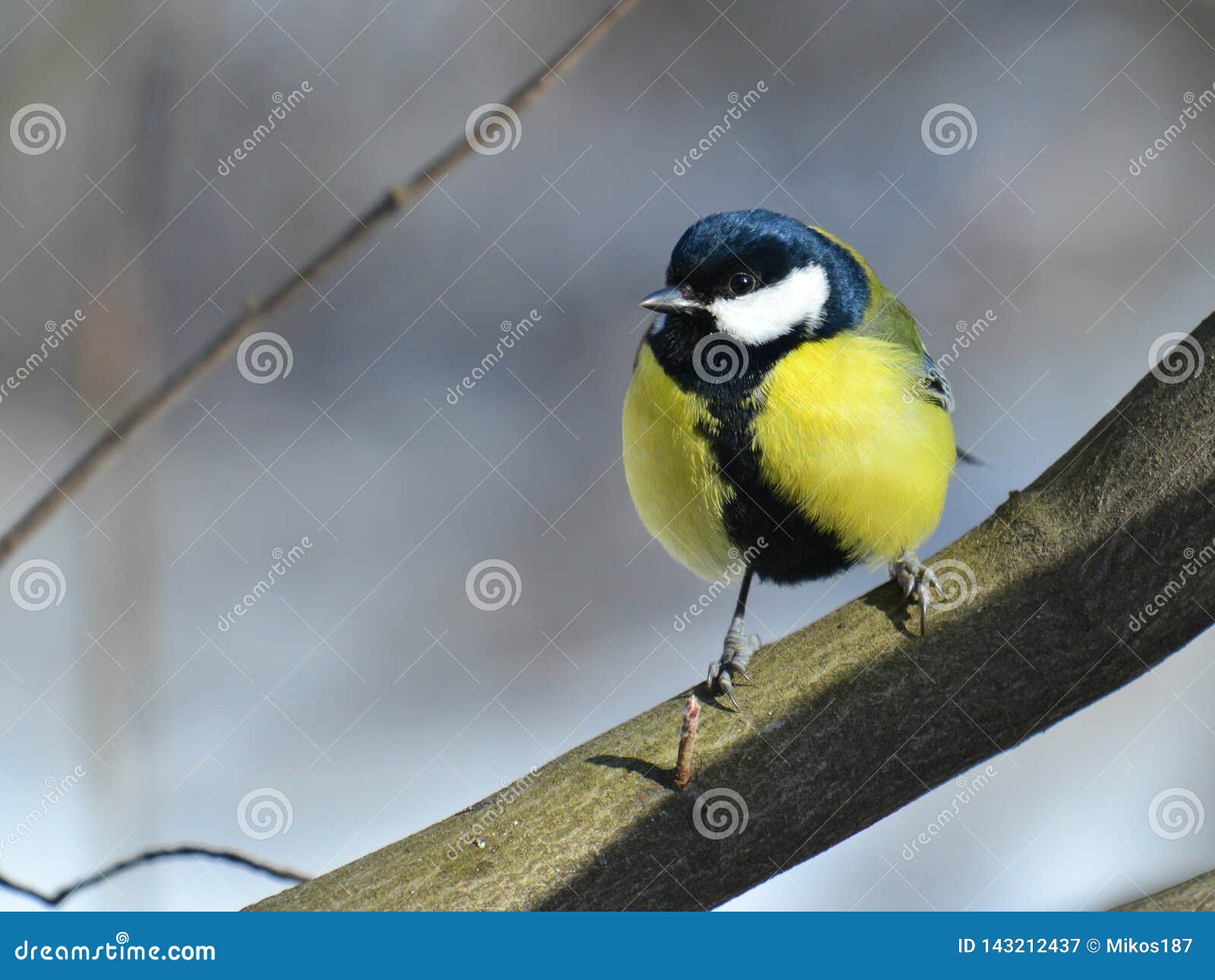 Blue titmouse stock image. Image of comical, isolated - 143212437