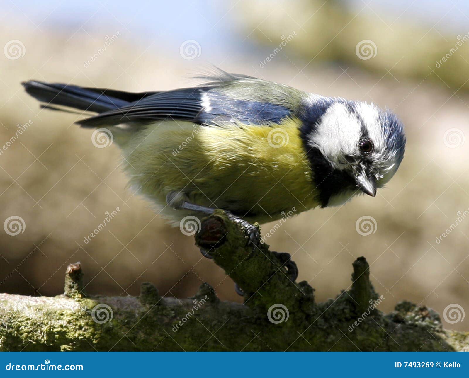 Blue titmouse on a branch stock image. Image of yellow - 7493269