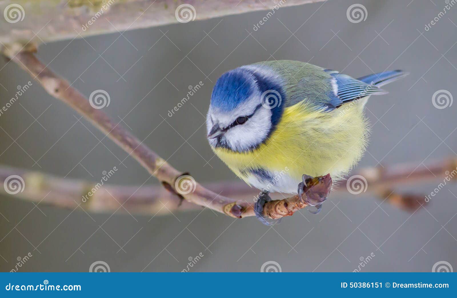 Blue Titmouse stock image. Image of caeruleus, mejse - 50386151