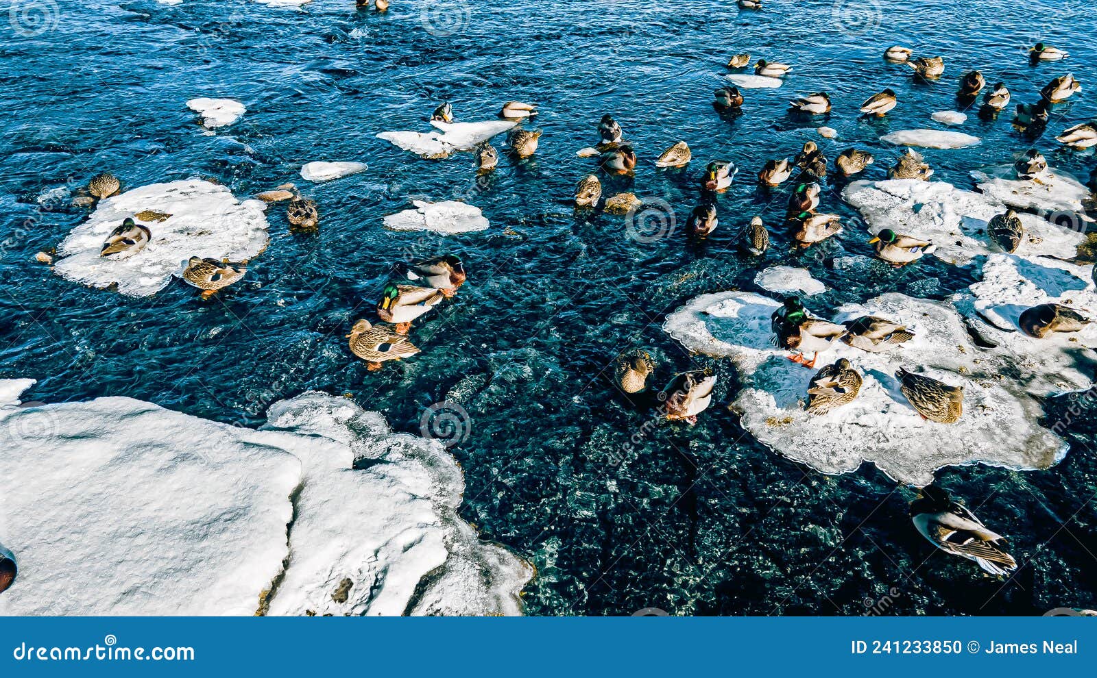 Blue Tone Over the Ducks on the Icy River Stock Photo - Image of united ...