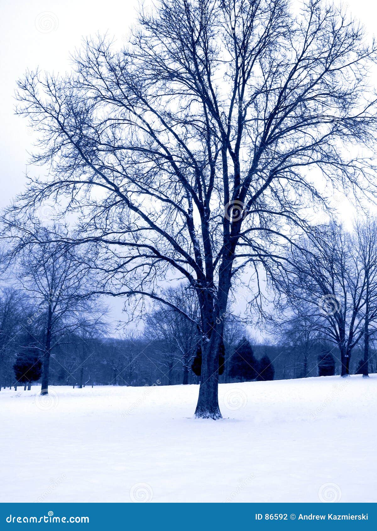 Blue Tone Winter Tree stock photo. Image of park, outdoors - 86592