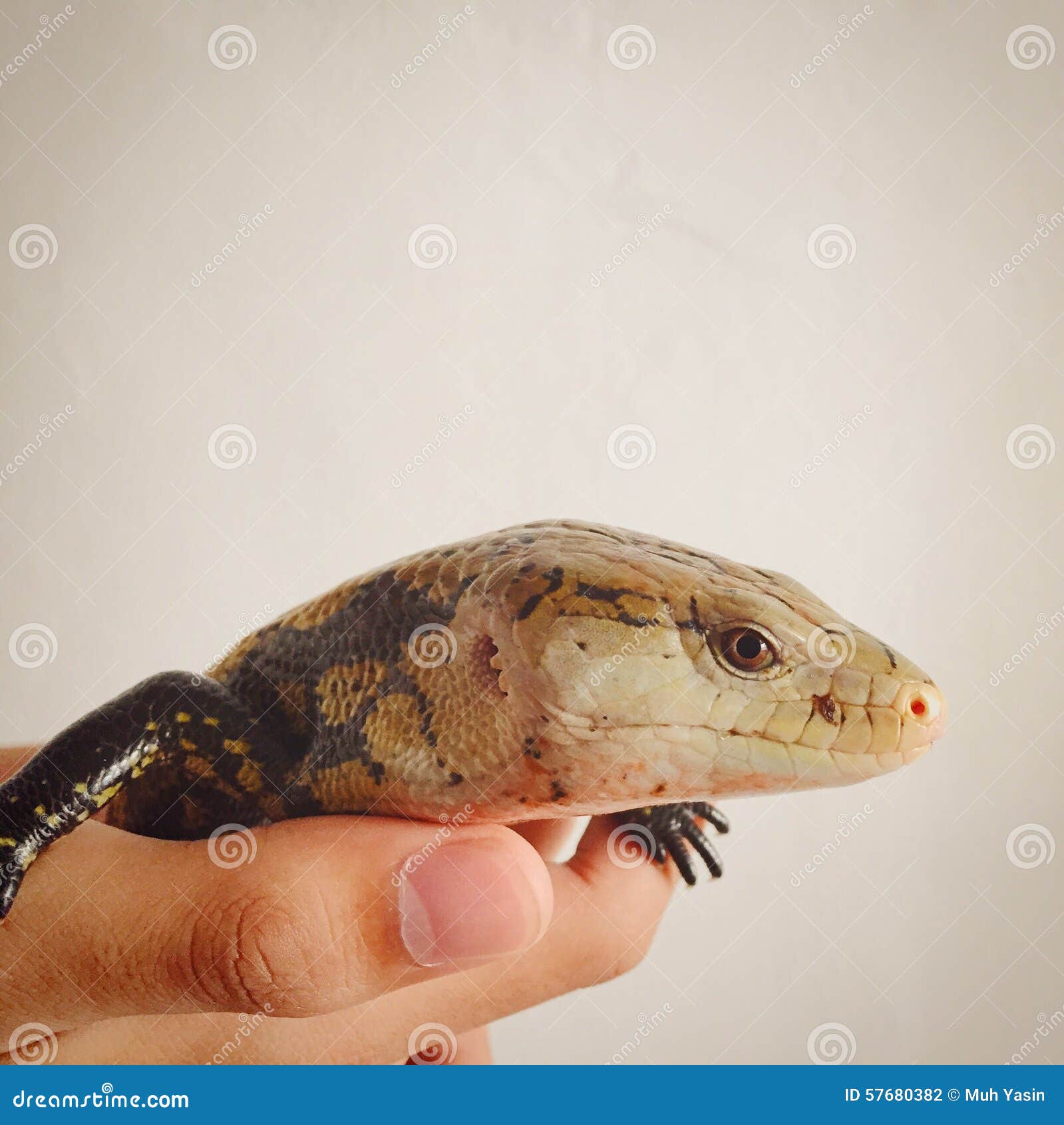 Blue tonge skink stock photo. Image of tonge, amazing - 57680382