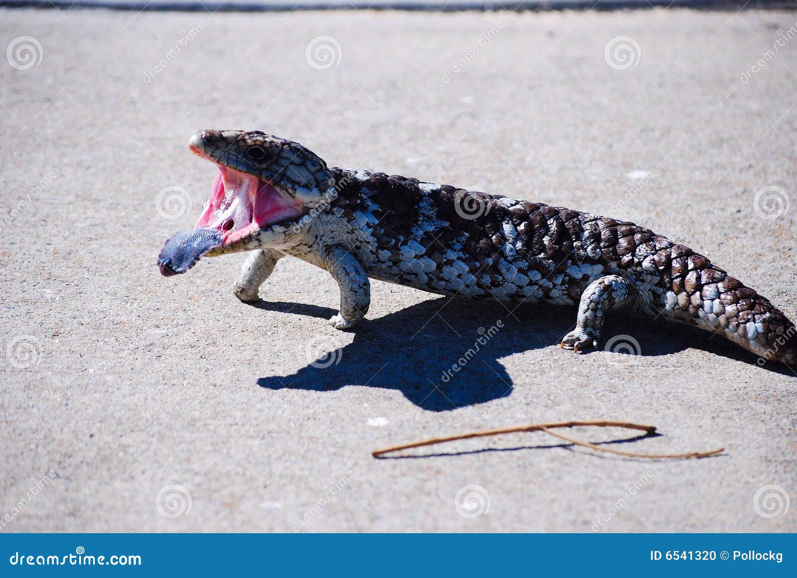 Blue tongue lizard 7 stock photo. Image of texture, lizard - 6541320