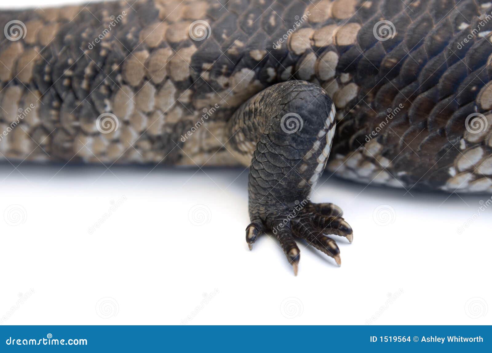 Blue Tongue Lizard Foot Detail Stock Photo - Image of rough, tail: 1519564