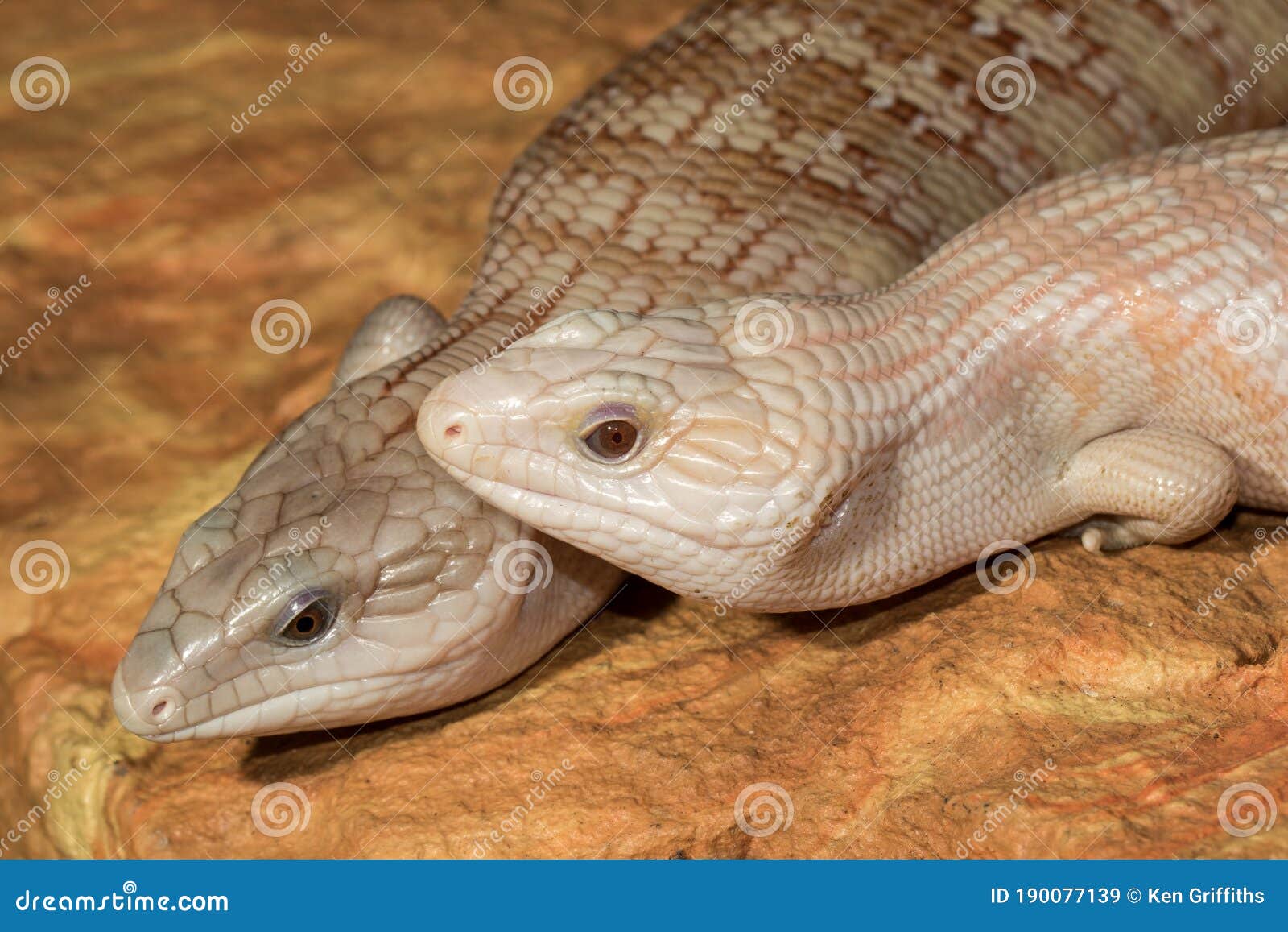 Griffins Keel Scaled Tree Skink