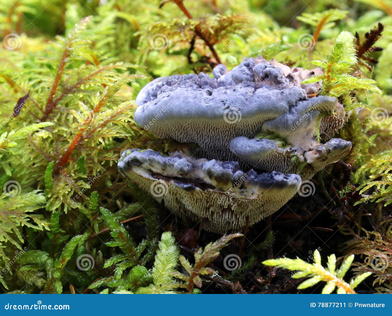 Blue Tooth Fungus - Hydnellum Caeruleum Stock Image - Image of fall ...