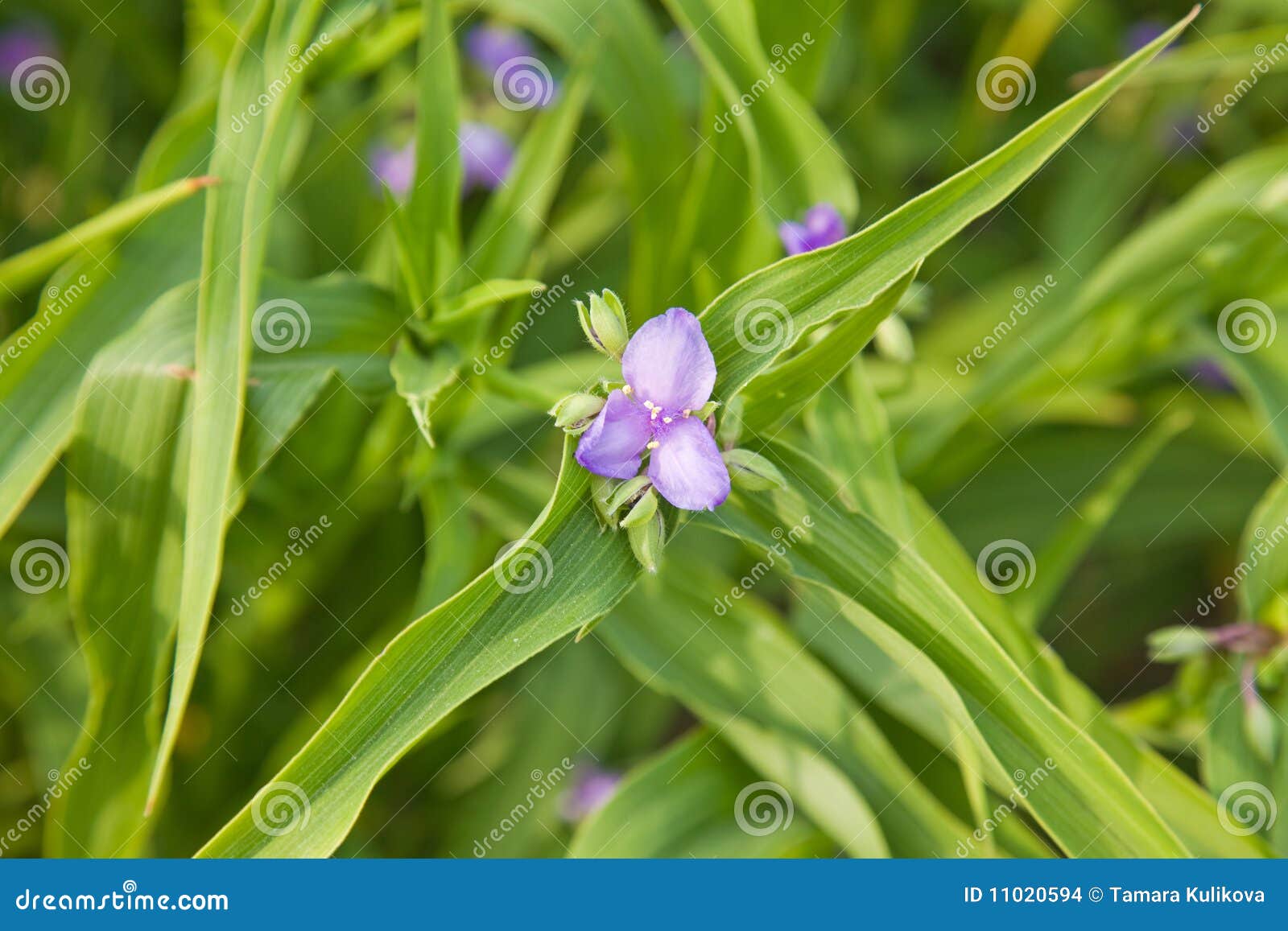 Blue Tradescantia flower stock photo. Image of flora - 11020594