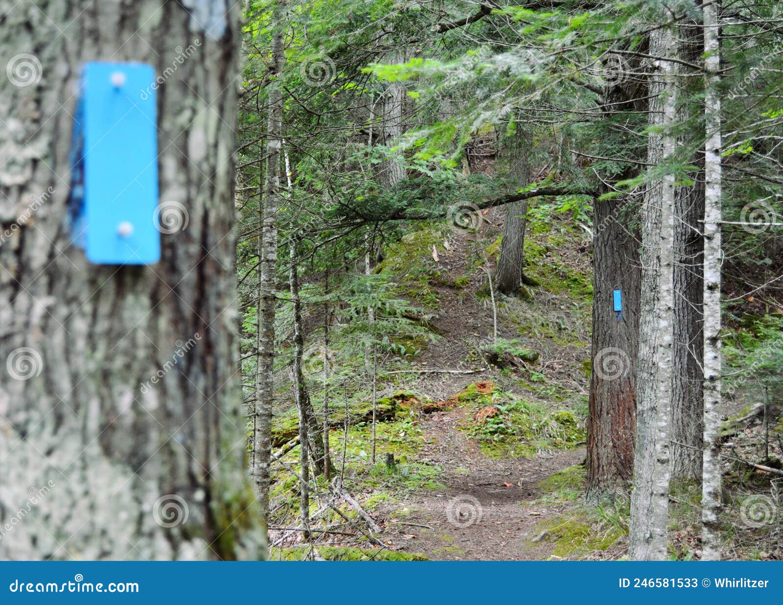 Blue Trail Blazes stock image. Image of nature, walking - 246581533