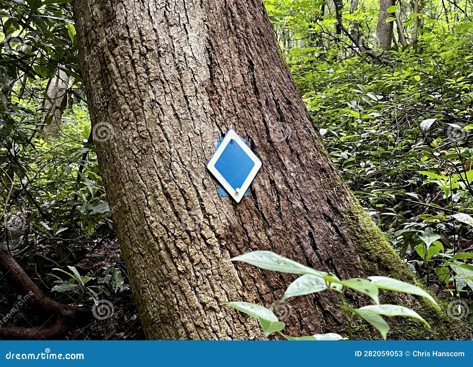 Blue Trail Marker on a Tree Stock Image - Image of blue, hiking: 282059053