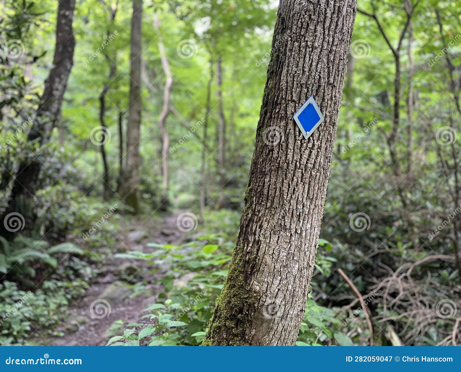 Blue Trail Marker on a Tree with the Trail Shown Stock Image - Image of ...