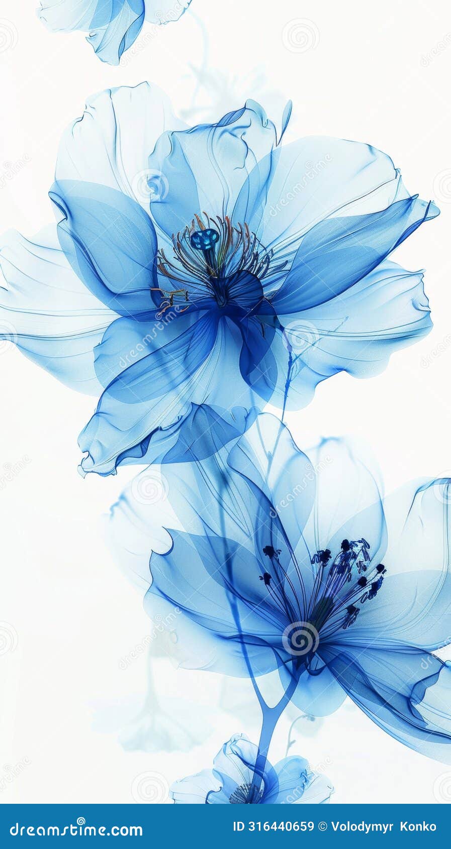 Blue Translucent Flowers with X-ray Effect Stock Image - Image of ...