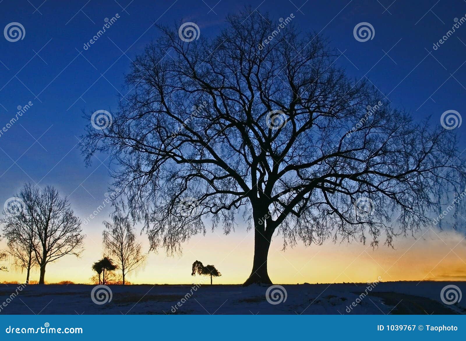 Blue tree stock image. Image of environment, early, tree - 1039767