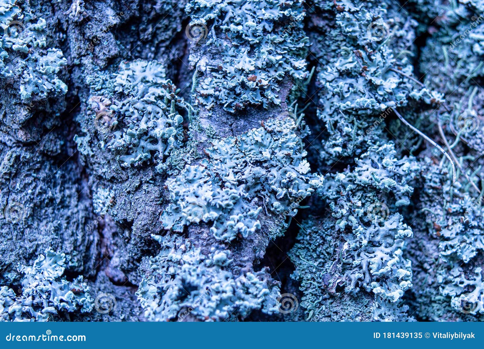 Blue tree bark background stock image. Image of abstract - 181439135