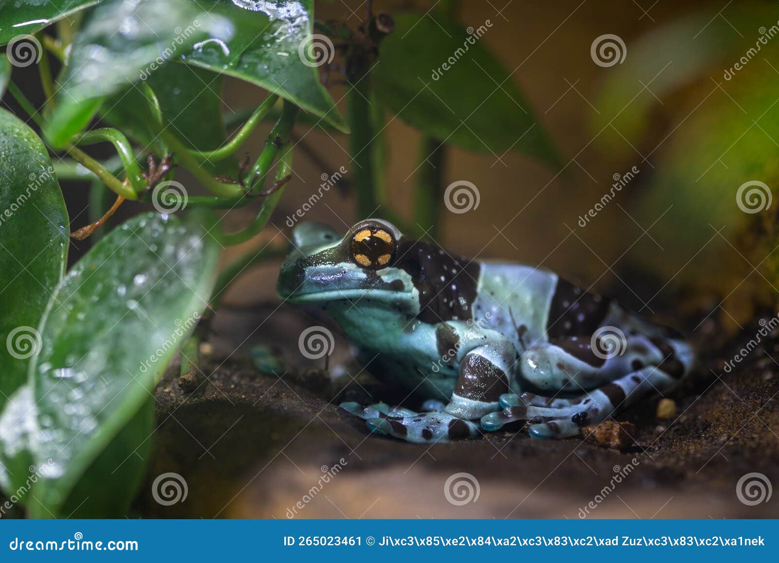 Blue Tree Frog in a Terrarium Stock Image - Image of moor, season ...