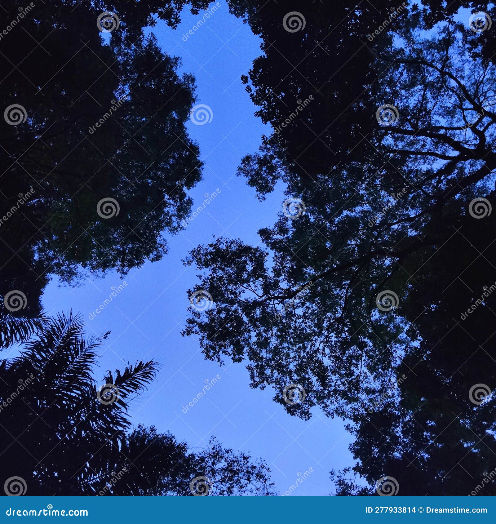 Blue tree green plank stock photo. Image of tree, green - 277933814