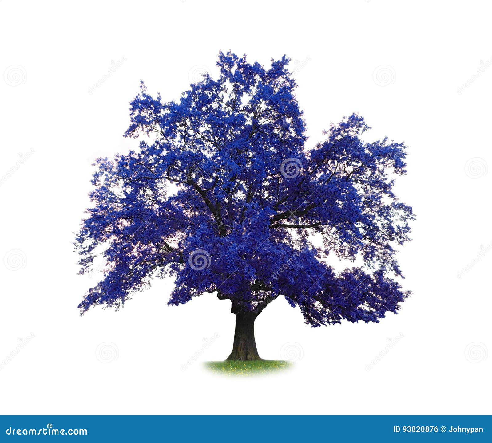 Blue tree isolated stock photo. Image of plant, isolated - 93820876