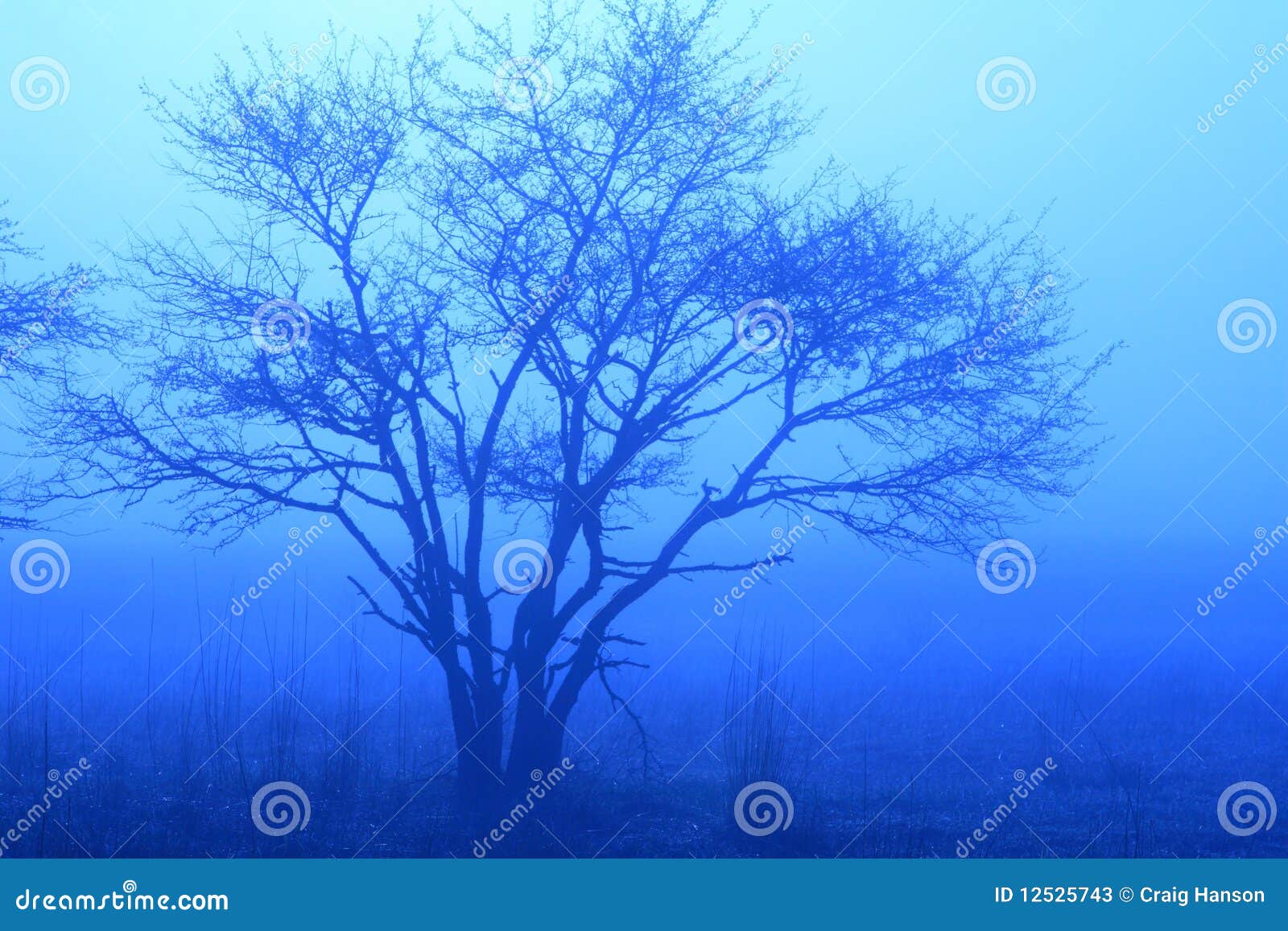 60,535 Mist Field Tree Stock Photos - Free & Royalty-Free Stock Photos ...
