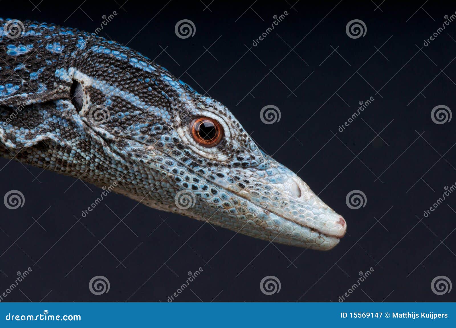 Blue tree monitor stock image. Image of lizards, island - 15569147