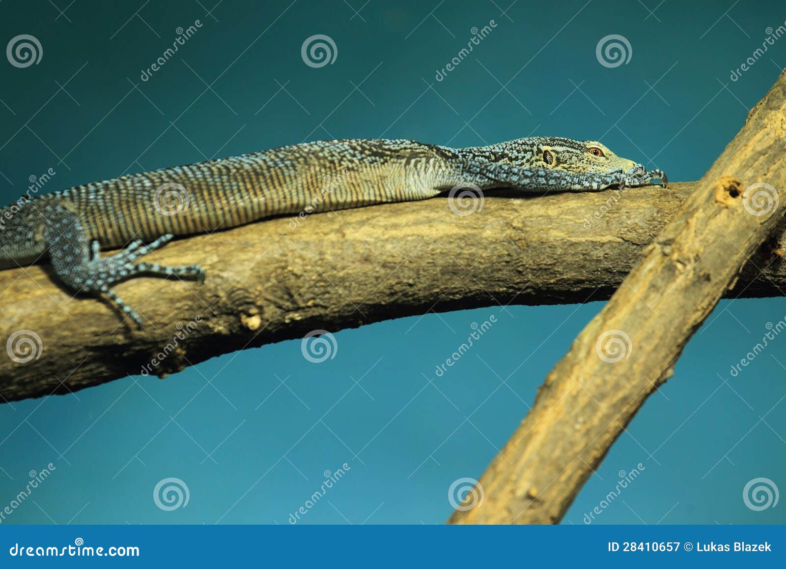 Blue tree monitor stock image. Image of monitor, reptile - 28410657