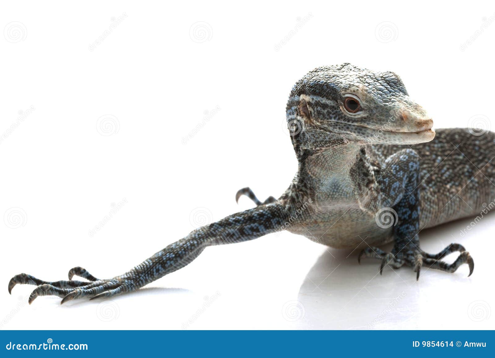 Blue Tree Monitor Lizard stock photo. Image of nature - 9854614