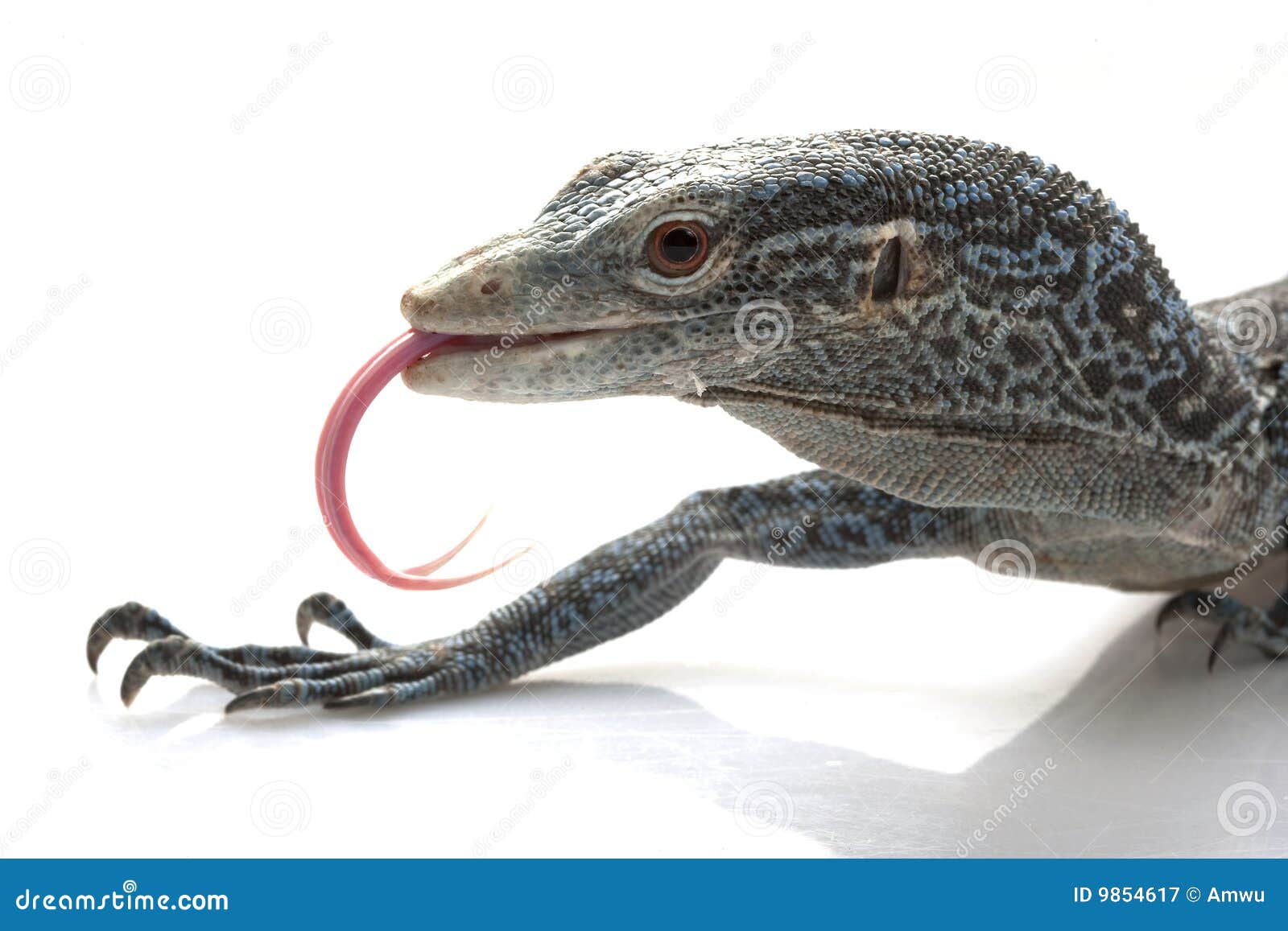 Monitor Lizard Eating Fish Stock Image | CartoonDealer.com #76632811