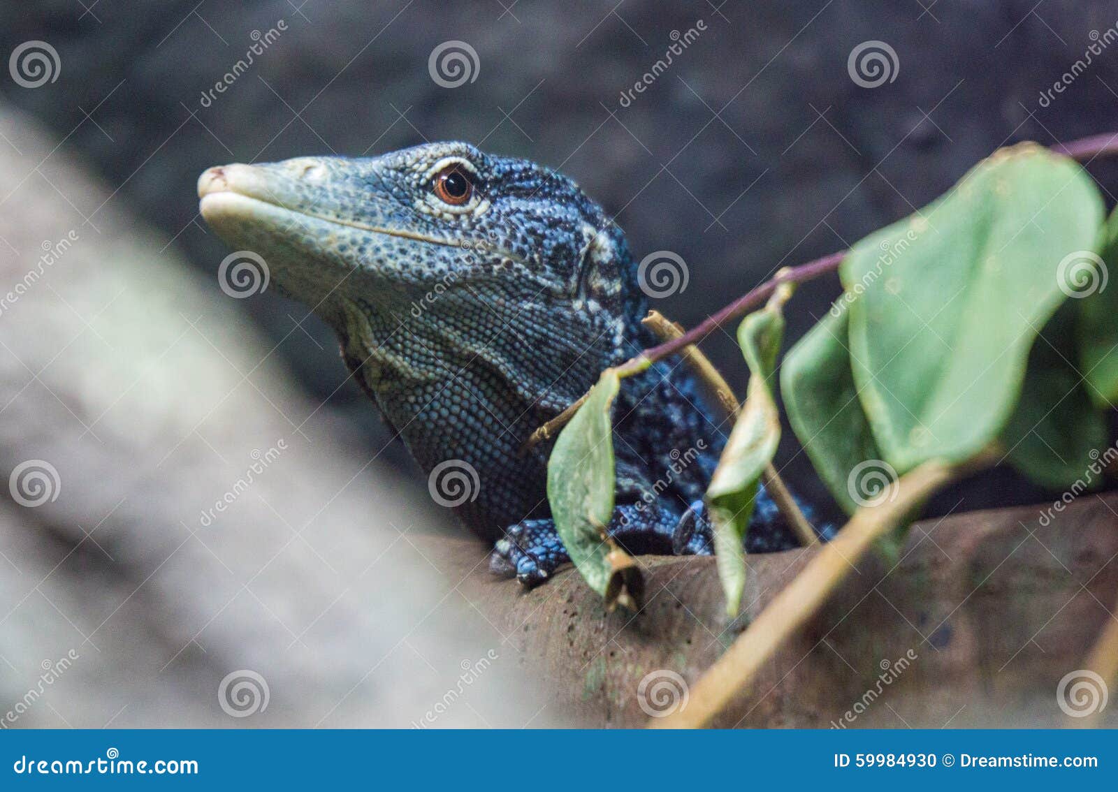 Blue Tree Monitor stock photo. Image of blue, juvenile - 59984930