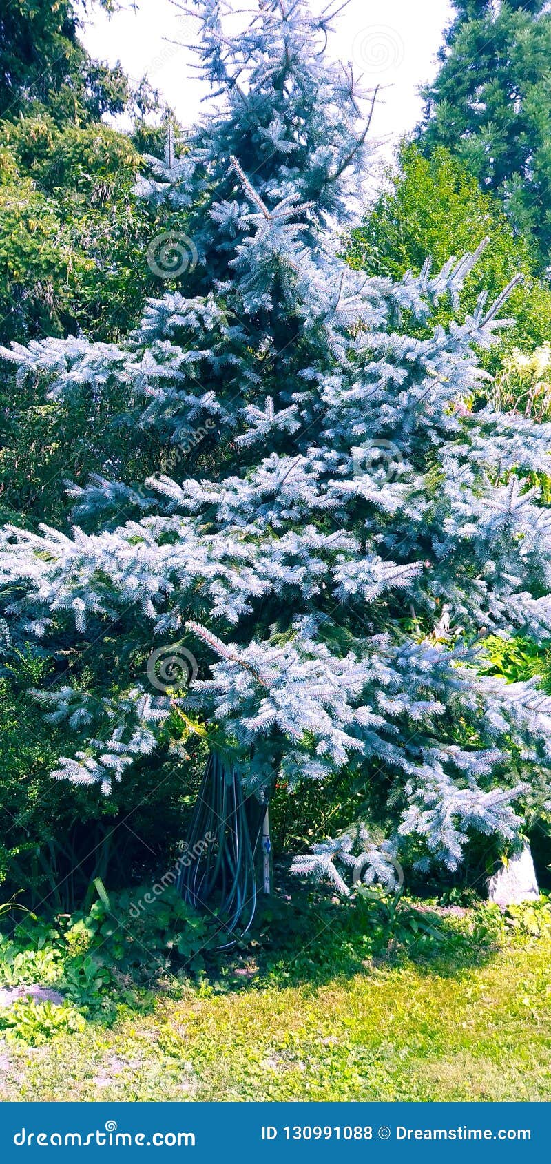 Blue Tree stock photo. Image of tree, gorgeous, blue - 130991088
