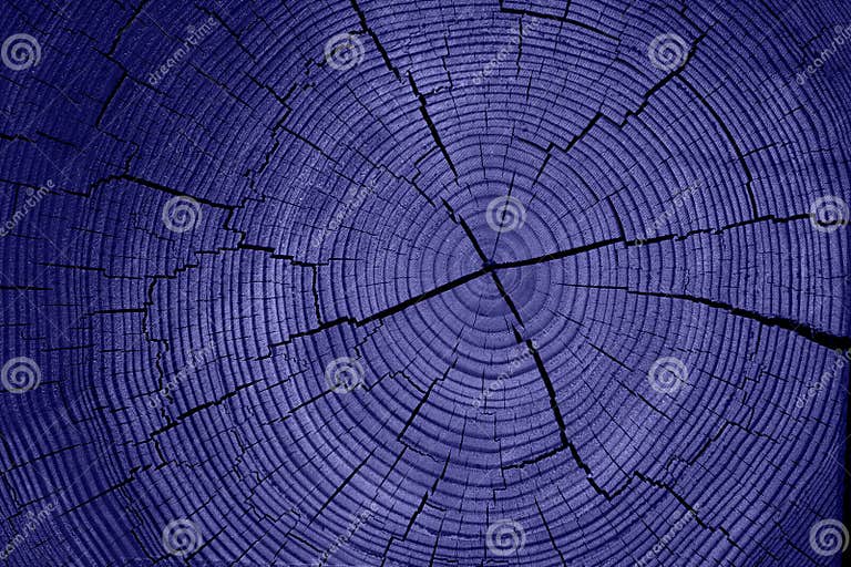 Blue tree trunk stock image. Image of bark, striped, lumber - 8350987