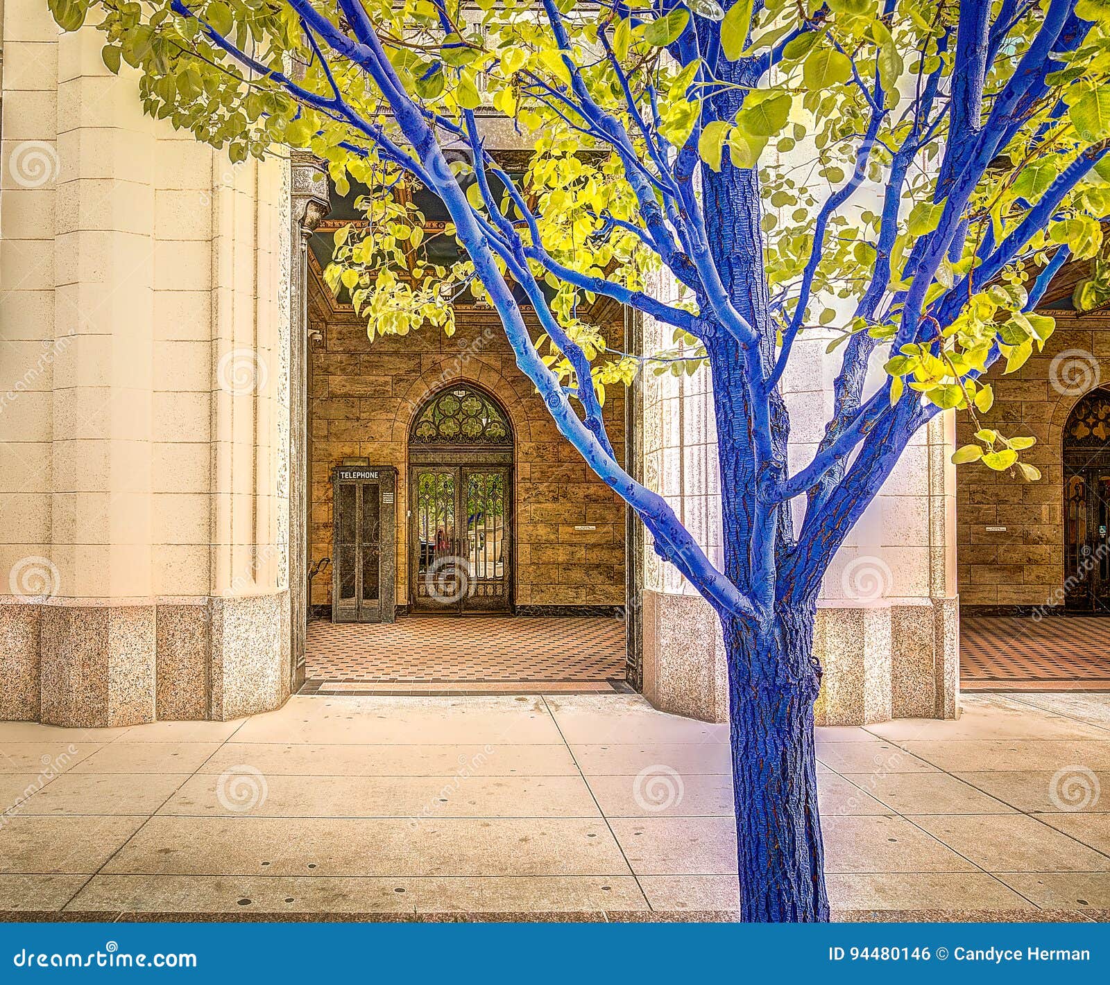 Blue Trees in Downtown Denver Editorial Photo - Image of artist, travel ...