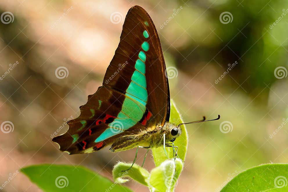 Blue triangle butterfly stock photo. Image of colourful - 112703888