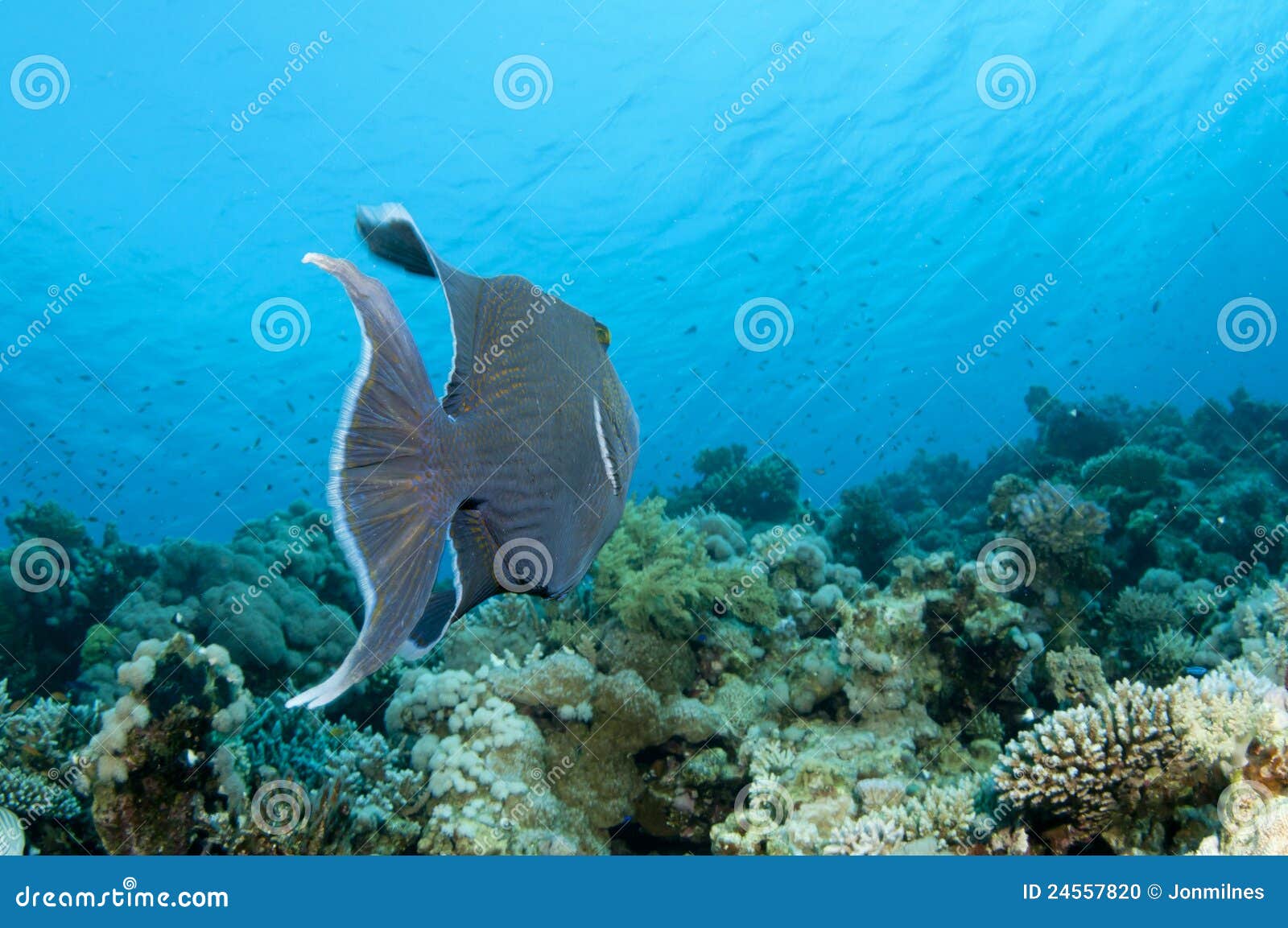Blue trigger fish stock photo. Image of woman, fish, blue - 24557820
